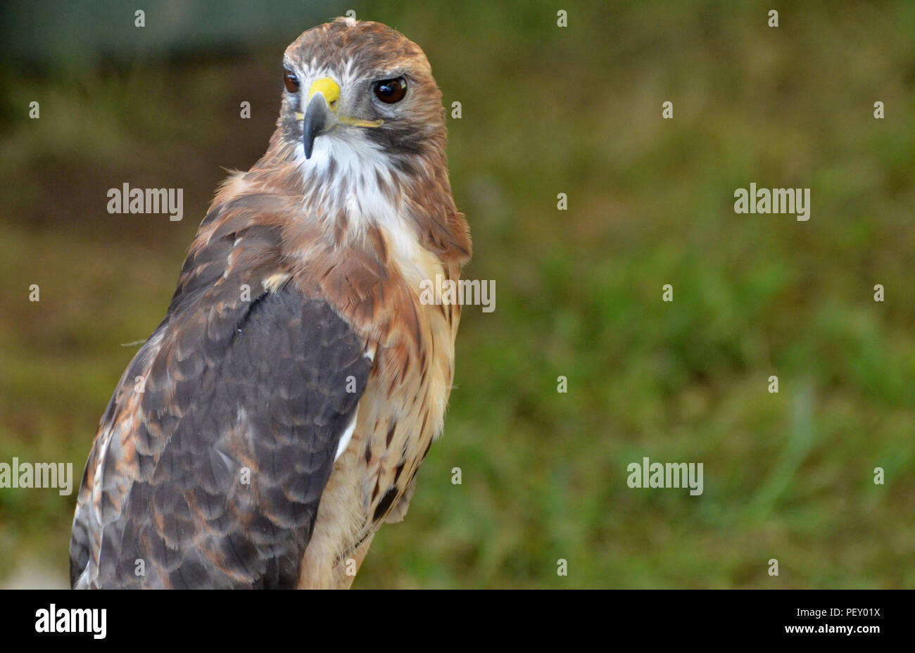 Stunning falcon standing up straight Stock Photo - Alamy