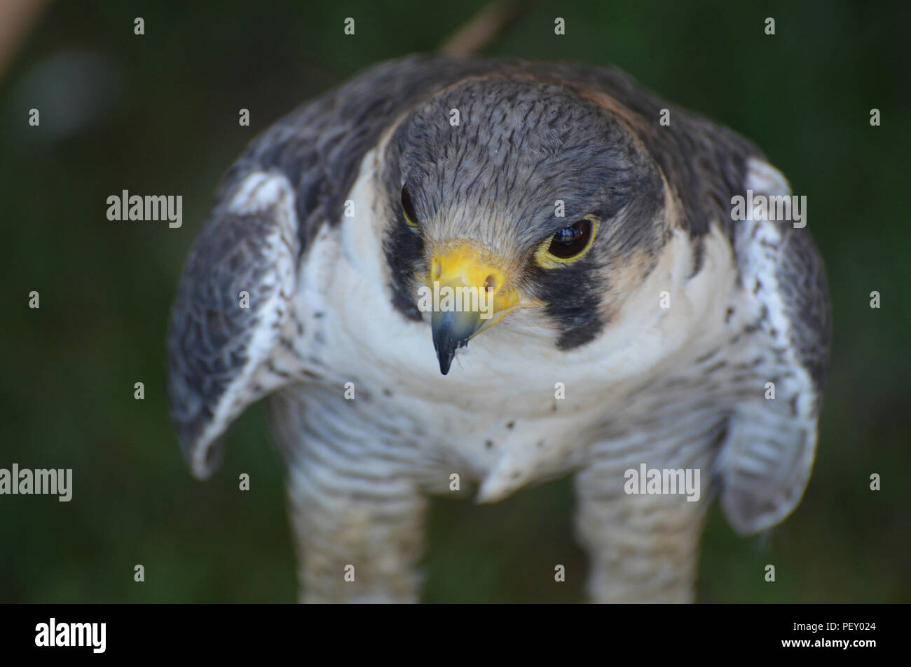 Stunning photo of a wild falcon Stock Photo - Alamy