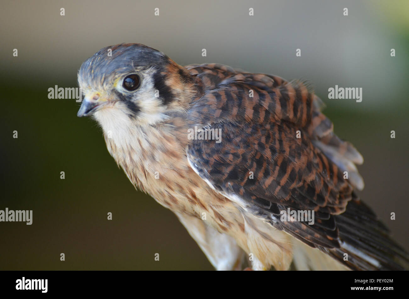Adorable brown and black feathered falcon Stock Photo - Alamy