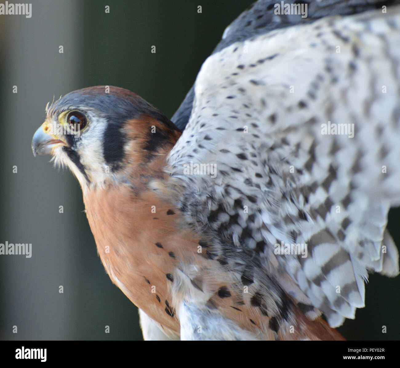 Beautiful falcon flapping its wings Stock Photo - Alamy