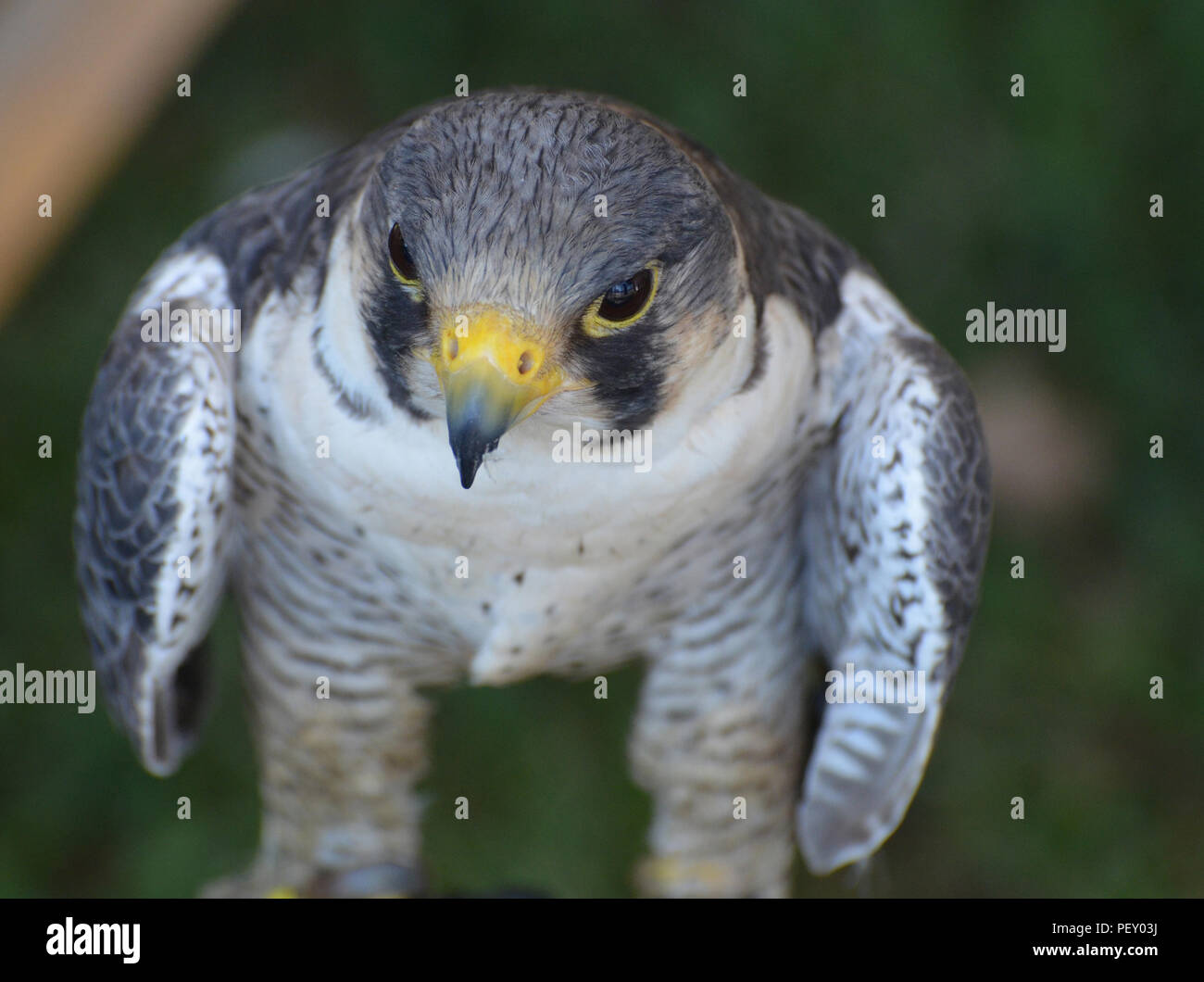 Pretty falcon standing with its wings opening Stock Photo - Alamy