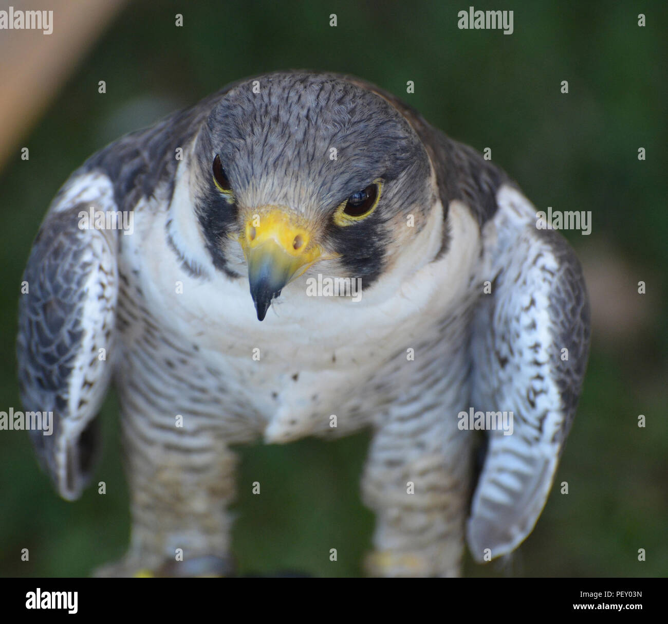 Adorable falcon with grey and white feathers Stock Photo - Alamy