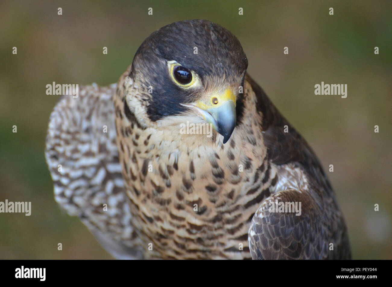 Stunning photo of a wild falcon looking down at the ground Stock Photo ...