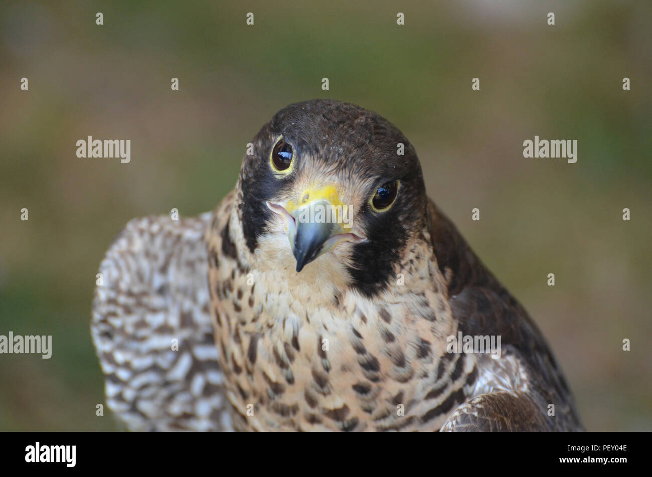 Tilted to one side hi-res stock photography and images - Alamy