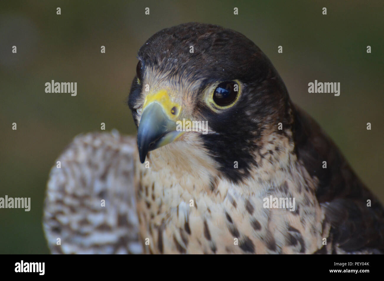 Awesome photo of a wild falcon Stock Photo - Alamy
