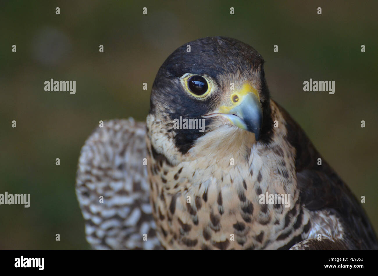 Stunning photo of a fierce looking falcon Stock Photo - Alamy