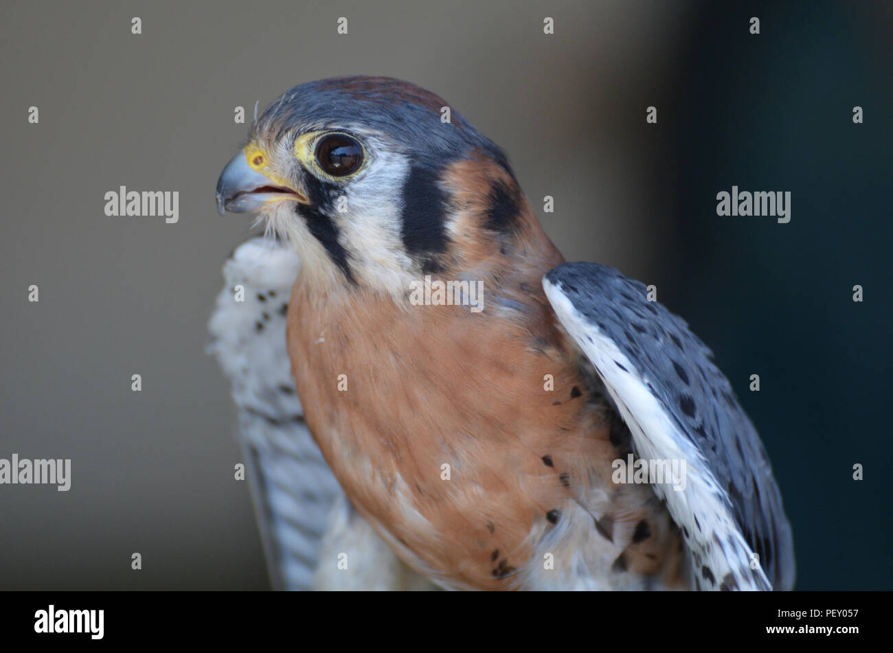 Stunning wild falcon with beautiful feathers Stock Photo - Alamy