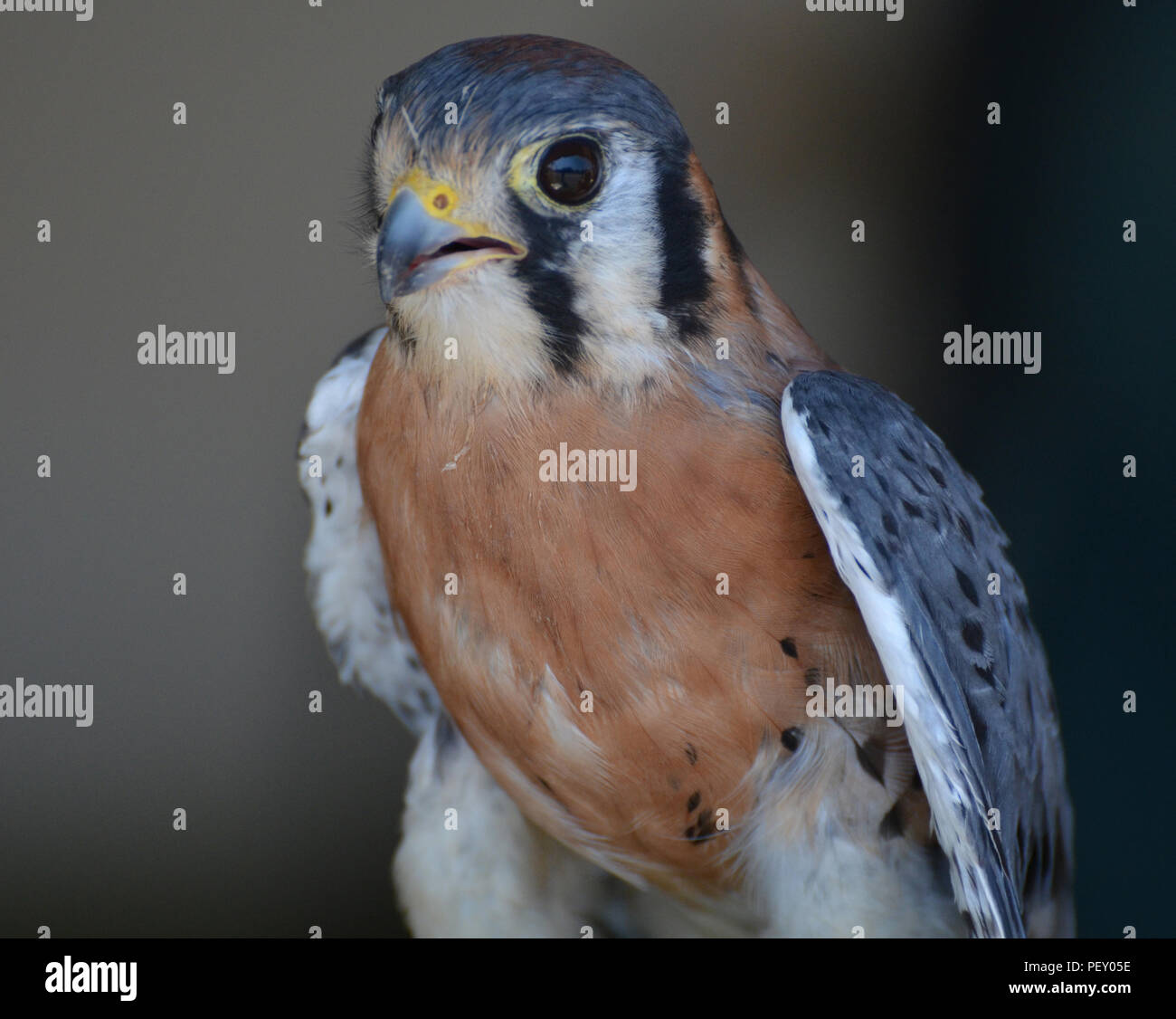 Pretty falcon with fluffy feathers Stock Photo - Alamy