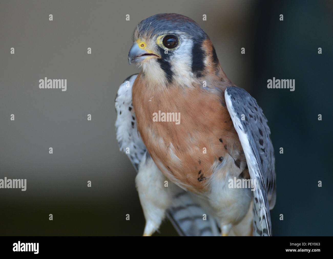 Multi falcon hi-res stock photography and images - Alamy