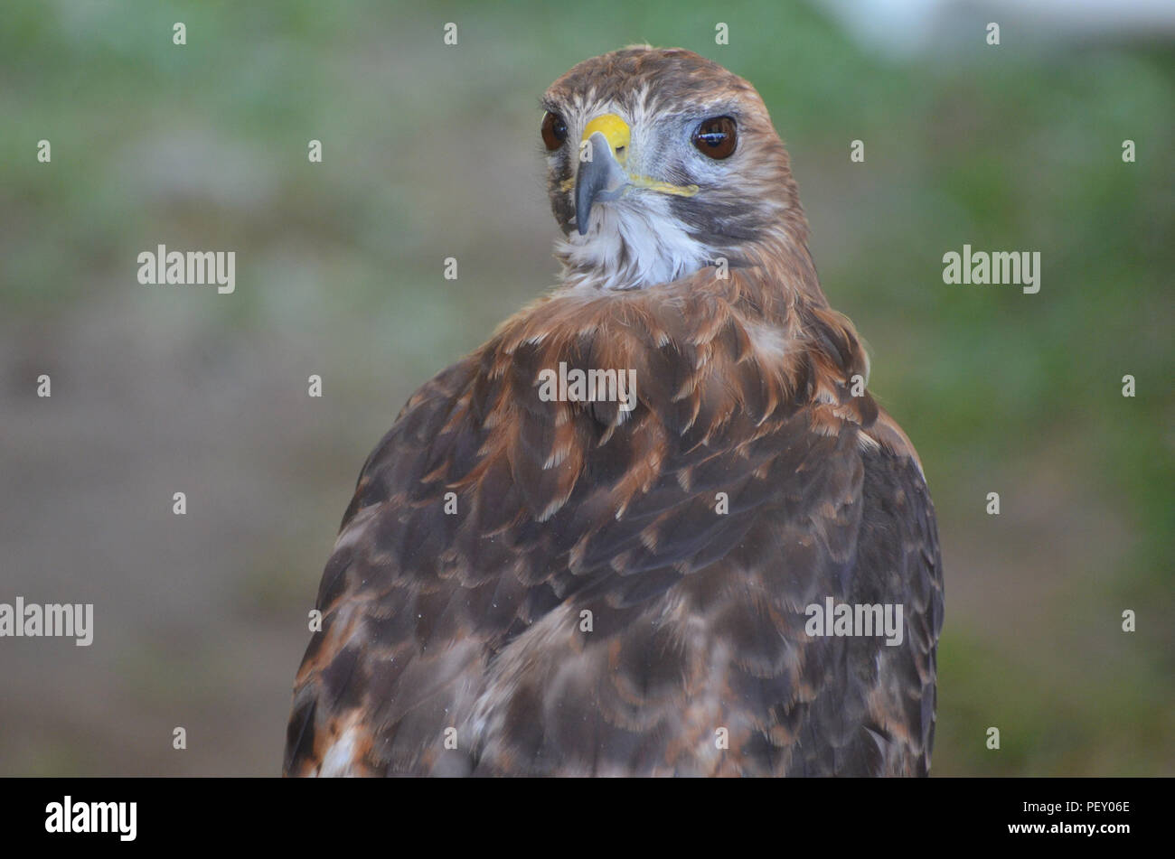 Beautiful falcon turning its head 180 degrees Stock Photo - Alamy