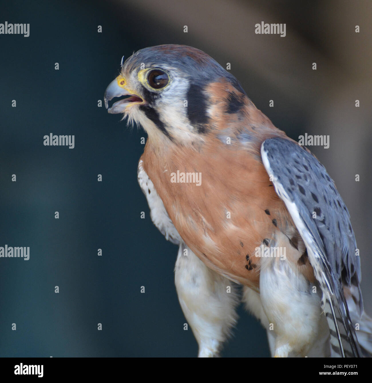 Adorable wild falcon with its beak open Stock Photo - Alamy