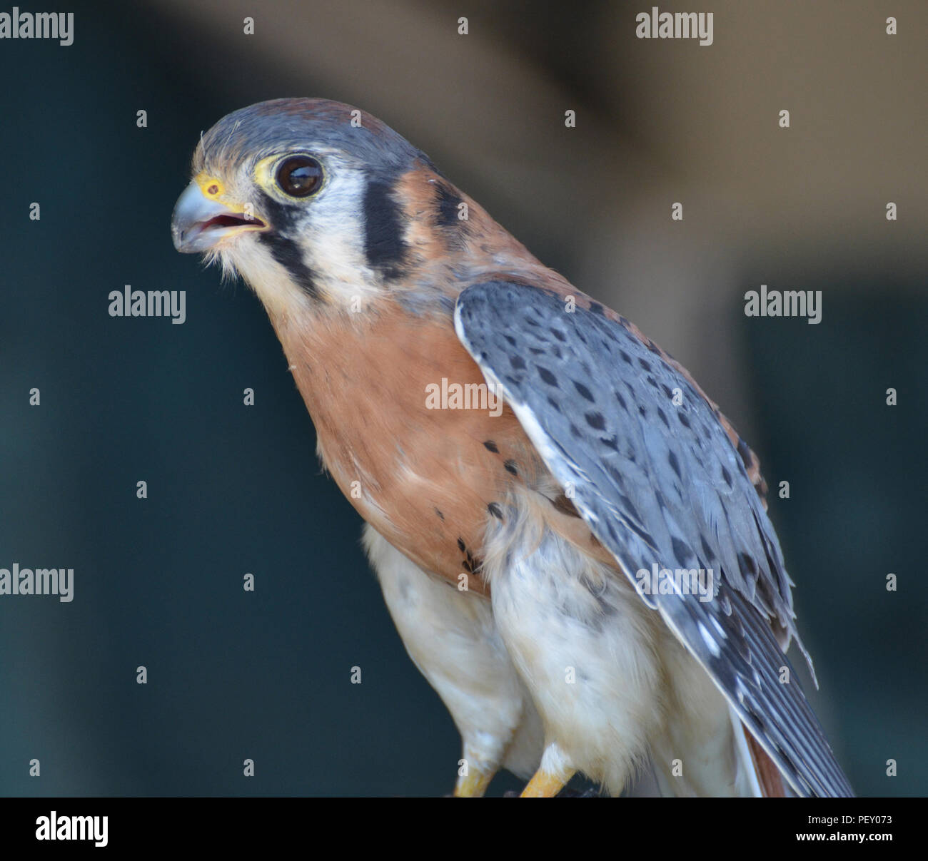 Cute falcon with a lot of feathers Stock Photo - Alamy