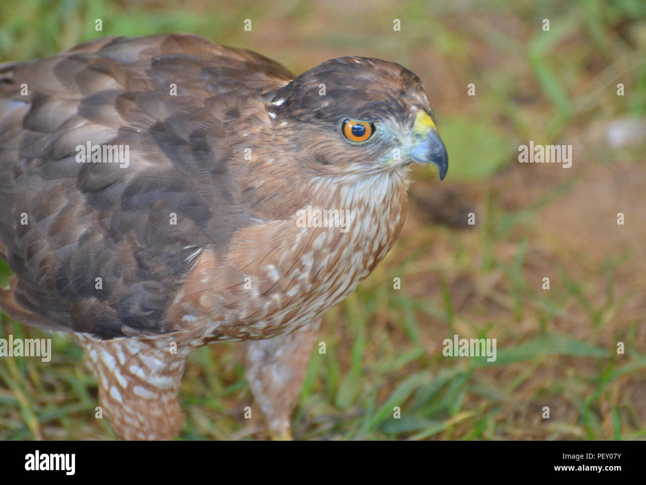 Pretty photo of a wild falcon walking Stock Photo - Alamy