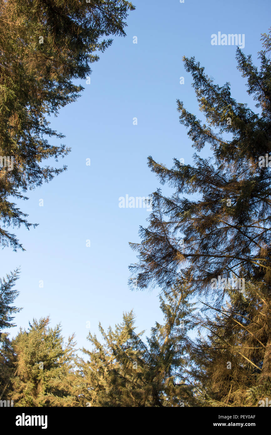 View of Sky above Trees Stock Photo - Alamy