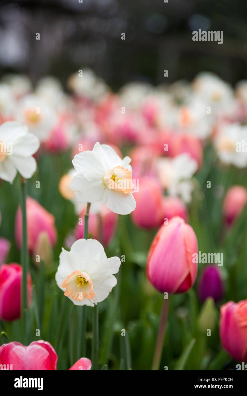Spring in Texas Stock Photo - Alamy