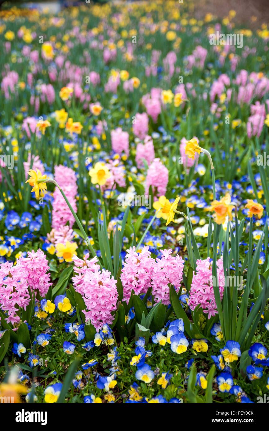Spring in Texas Stock Photo - Alamy
