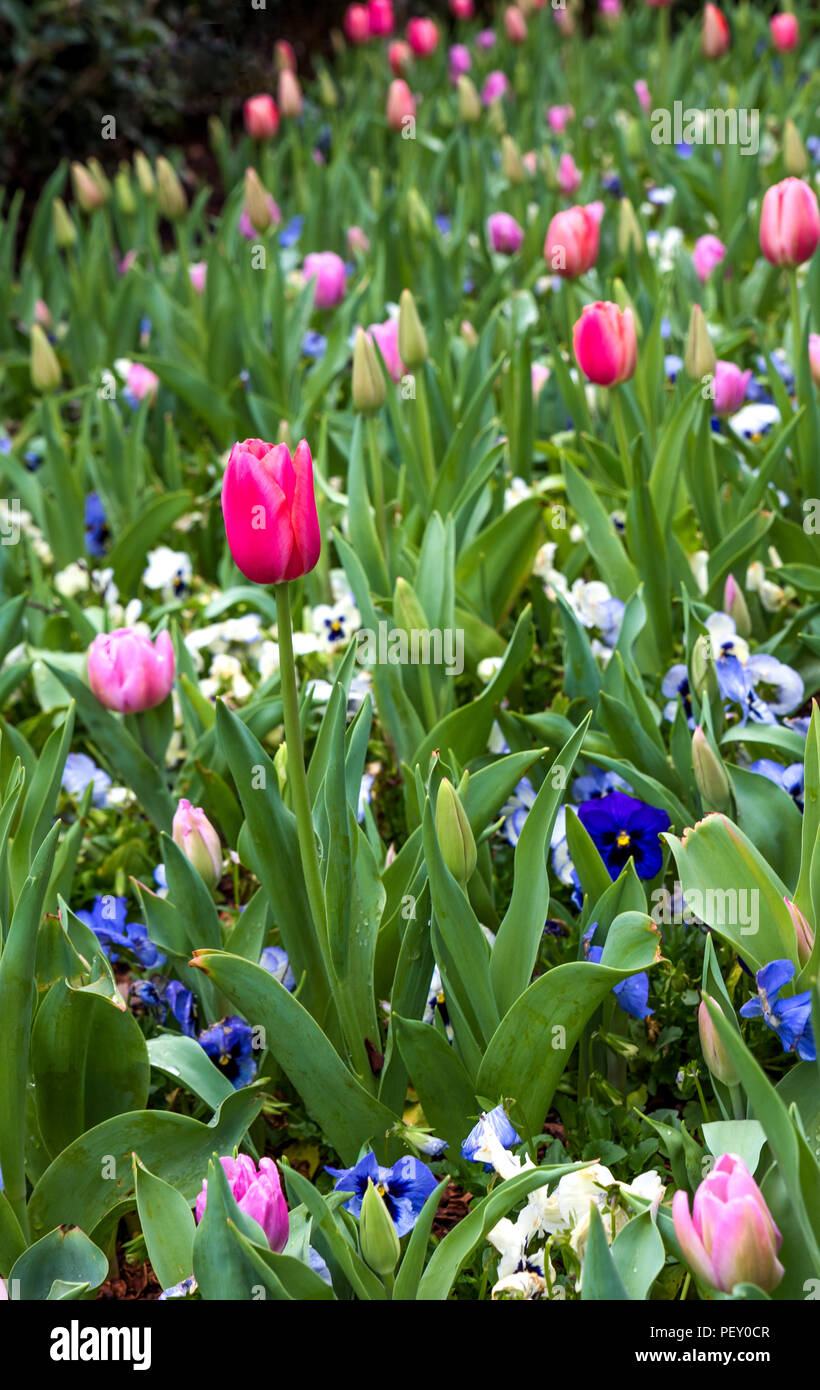 Spring in Texas Stock Photo - Alamy