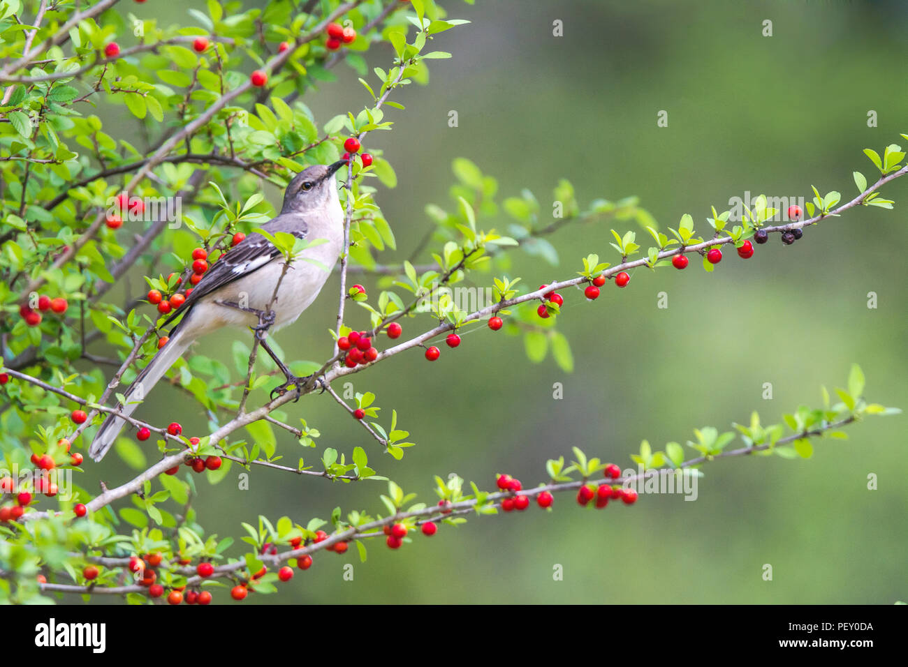 Spring in Texas Stock Photo - Alamy