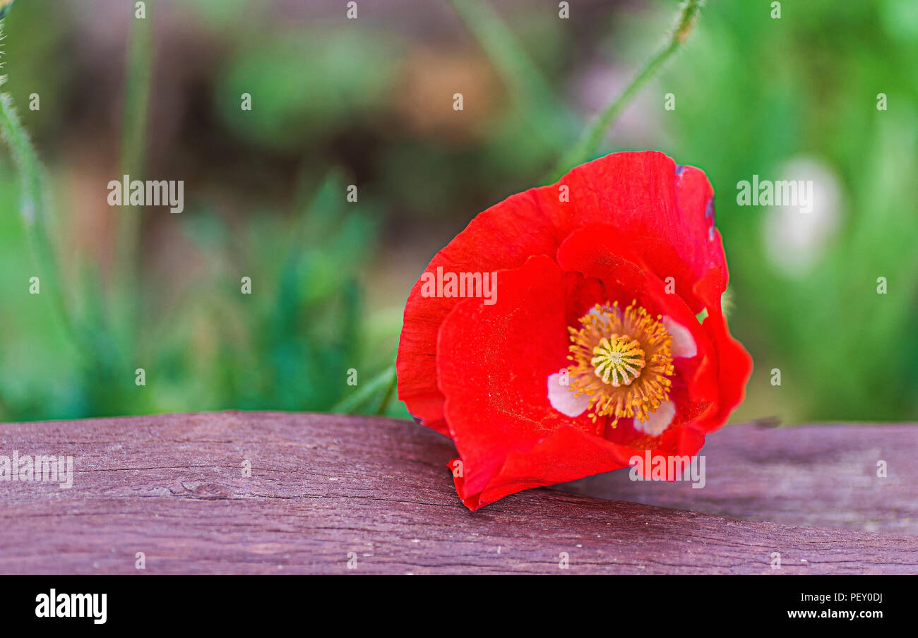 Spring in Texas Stock Photo - Alamy