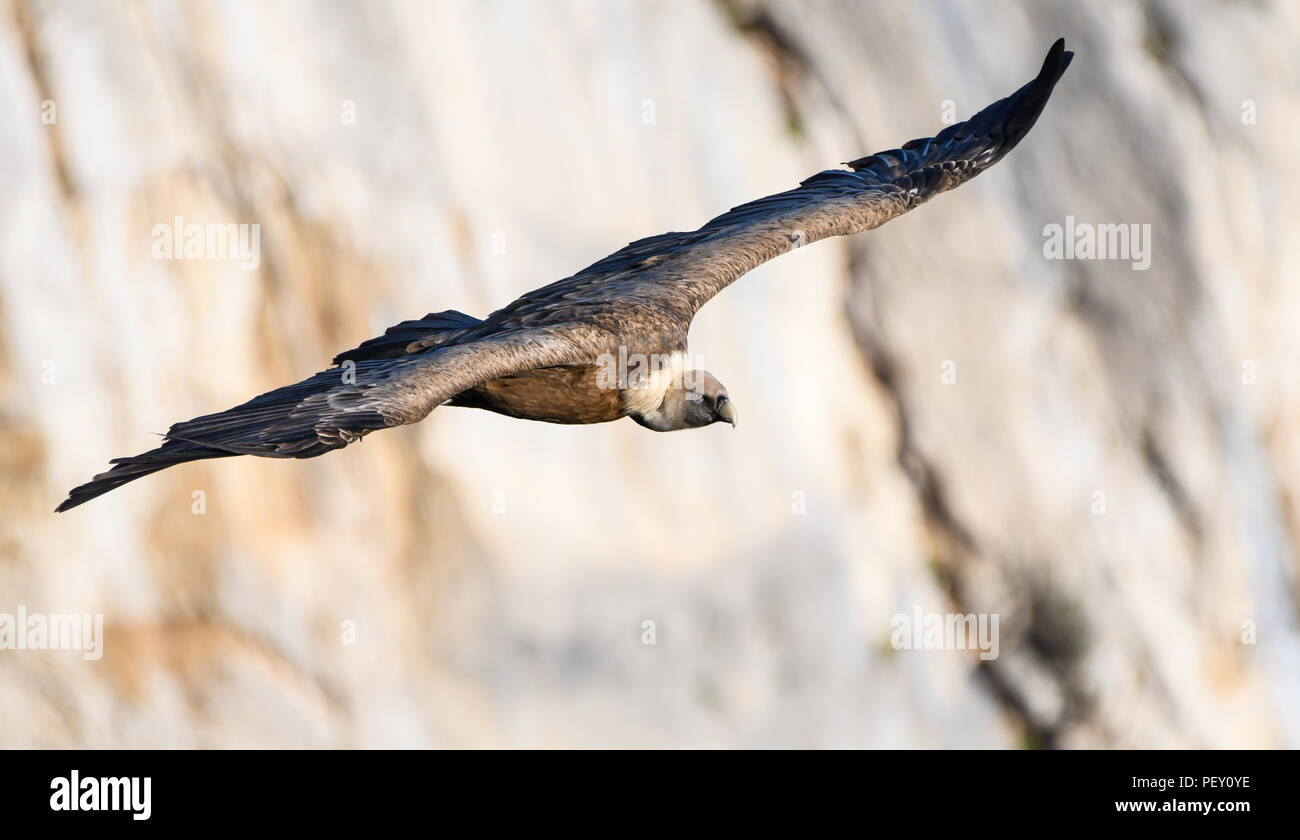 Cliff gliding hi-res stock photography and images - Alamy
