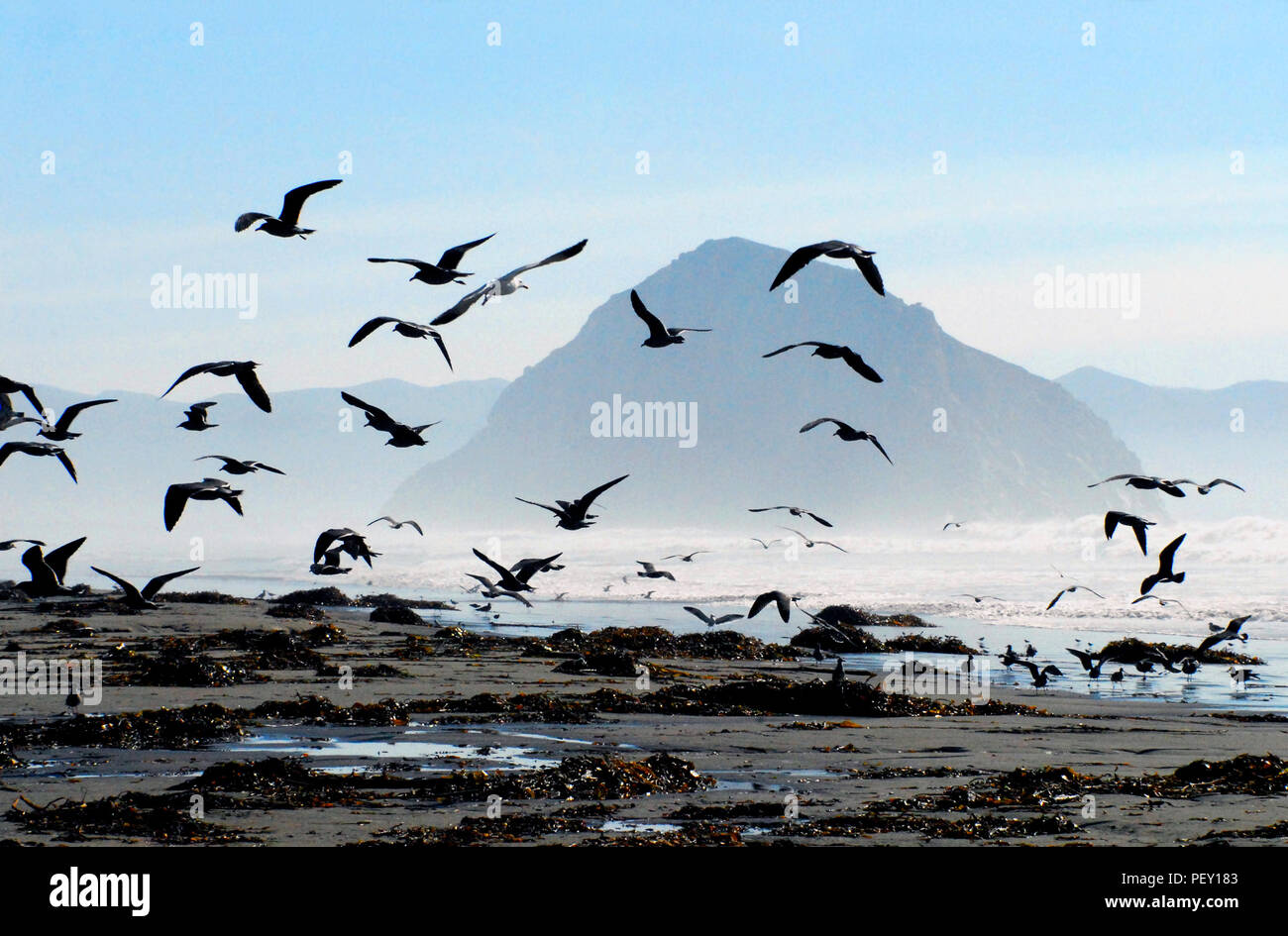 Beautiful Morrow Bay beach with Sea Gulls flying in the afternoon light ...