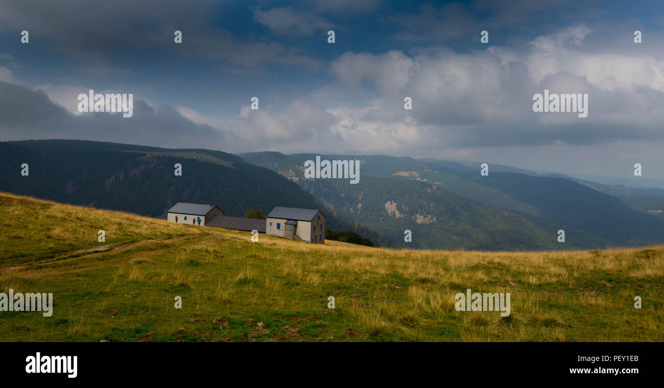 The typical cow of the Vosges mountains in France Stock Photo - Alamy