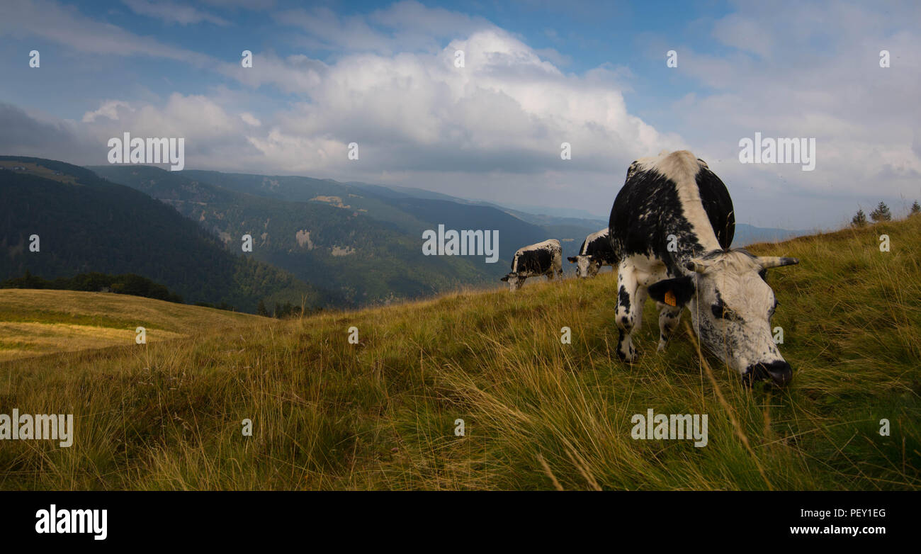 The typical cow of the Vosges mountains in France Stock Photo - Alamy