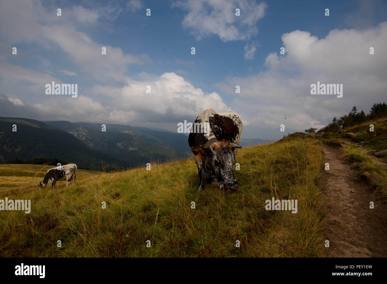 Typical cow hi-res stock photography and images - Alamy