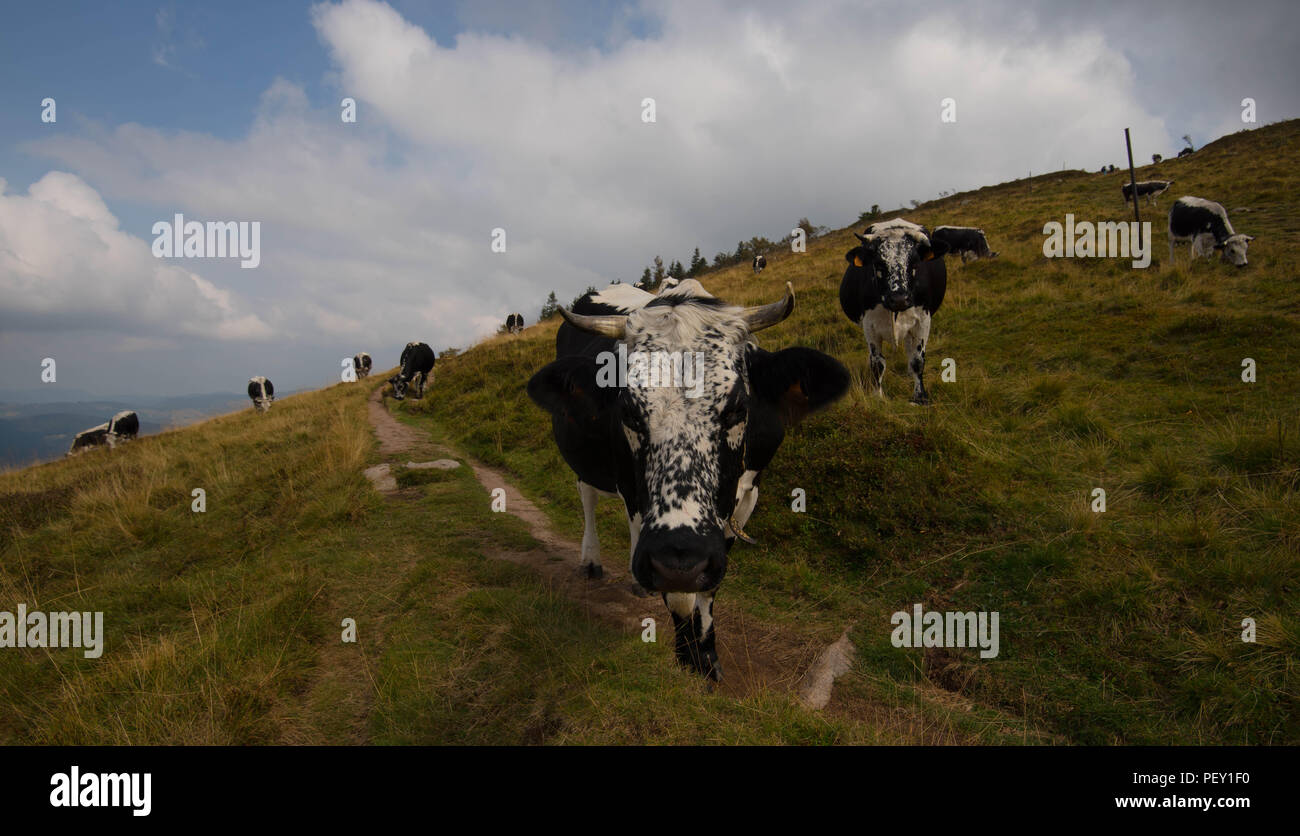 The typical cow of the Vosges mountains in France Stock Photo - Alamy