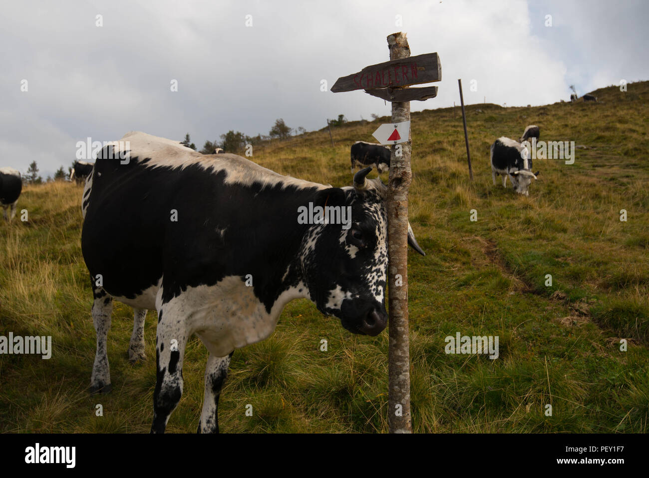 Typical cow hi-res stock photography and images - Alamy
