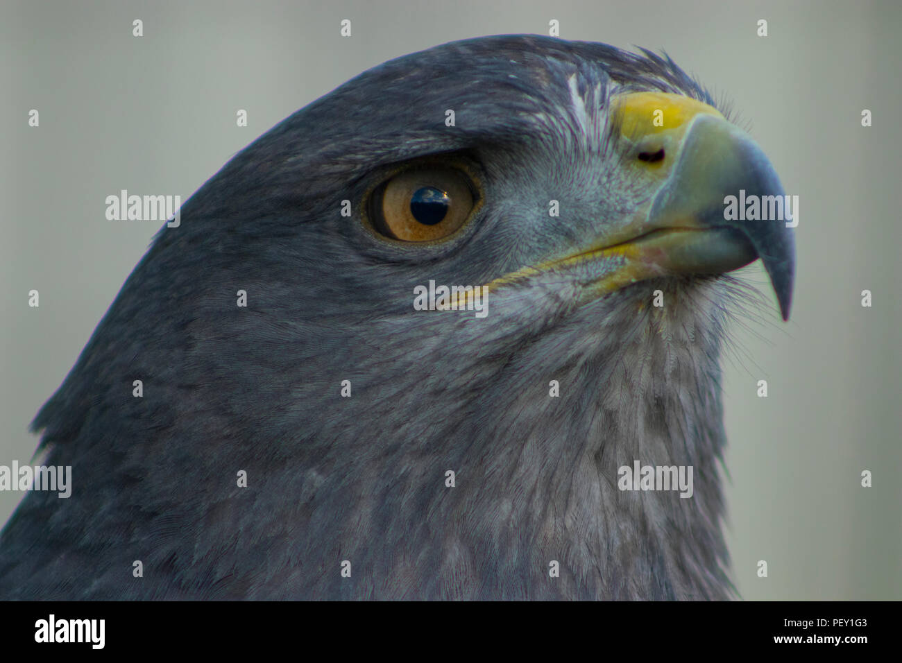 Hawk eye hi-res stock photography and images - Alamy