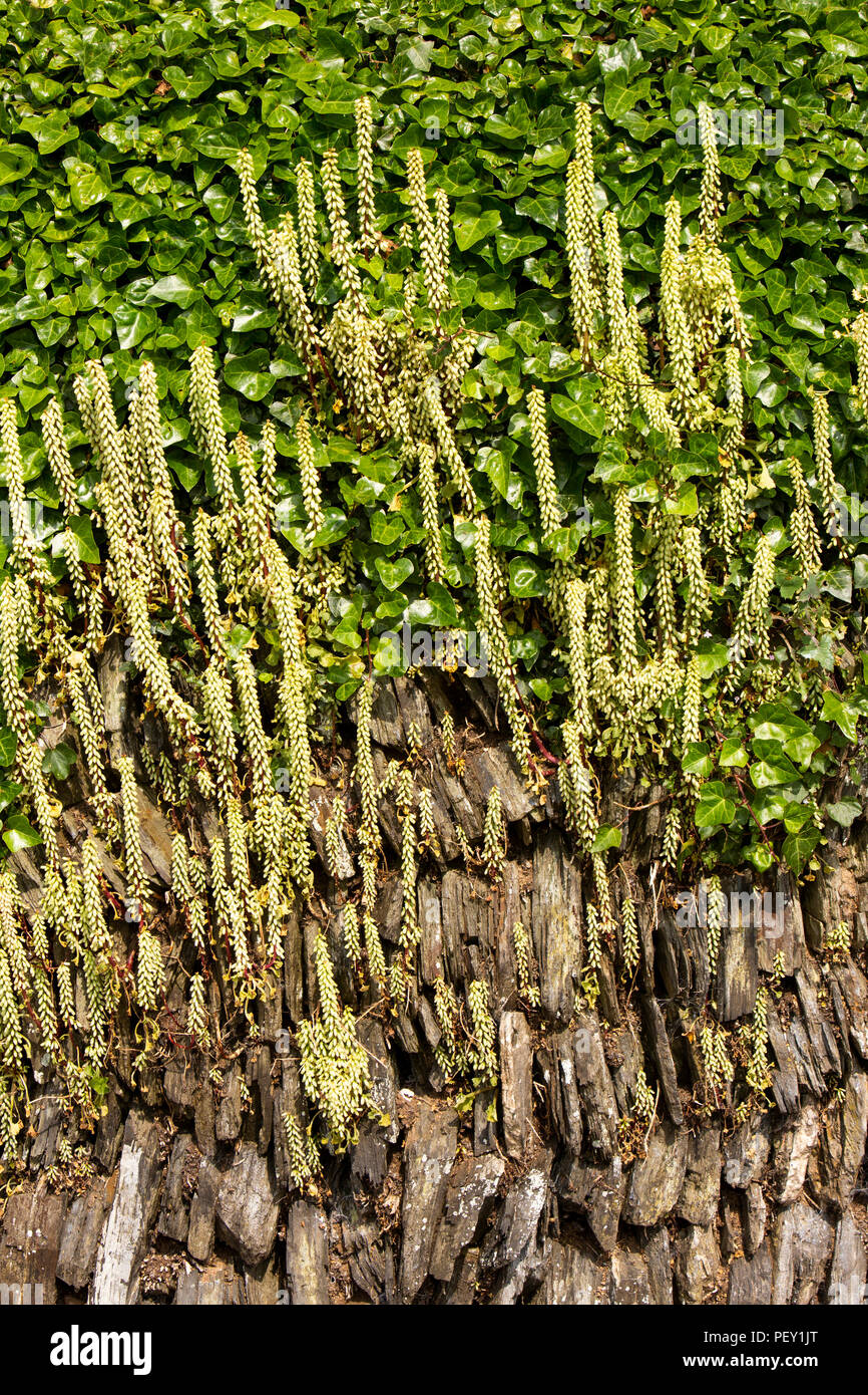 UK, Cornwall, Padstow, ivy and navelwort, growing on traditonal cornish ...
