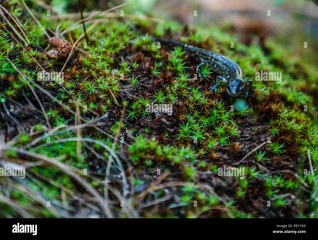 Salamandra, Caudata, caudados, salamandras y tritones, anfibios ...