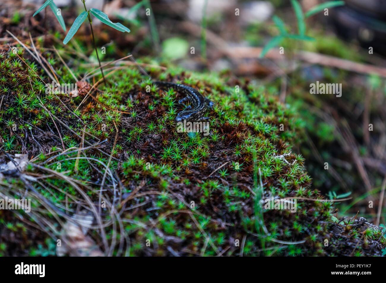 Salamandra, Caudata, caudados, salamandras y tritones, anfibios ...