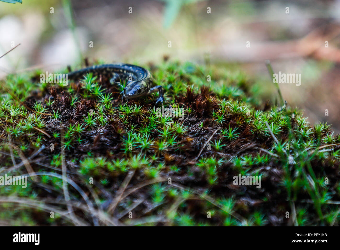 Salamandra, Caudata, caudados, salamandras y tritones, anfibios ...