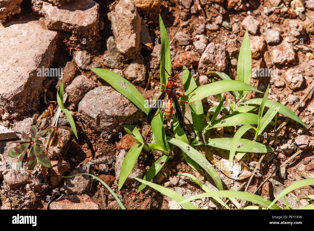 Abeja hormiga hi-res stock photography and images - Alamy