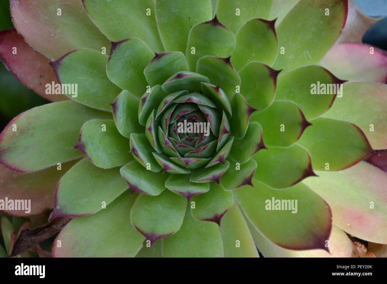 Large leaves succulent hi-res stock photography and images - Alamy