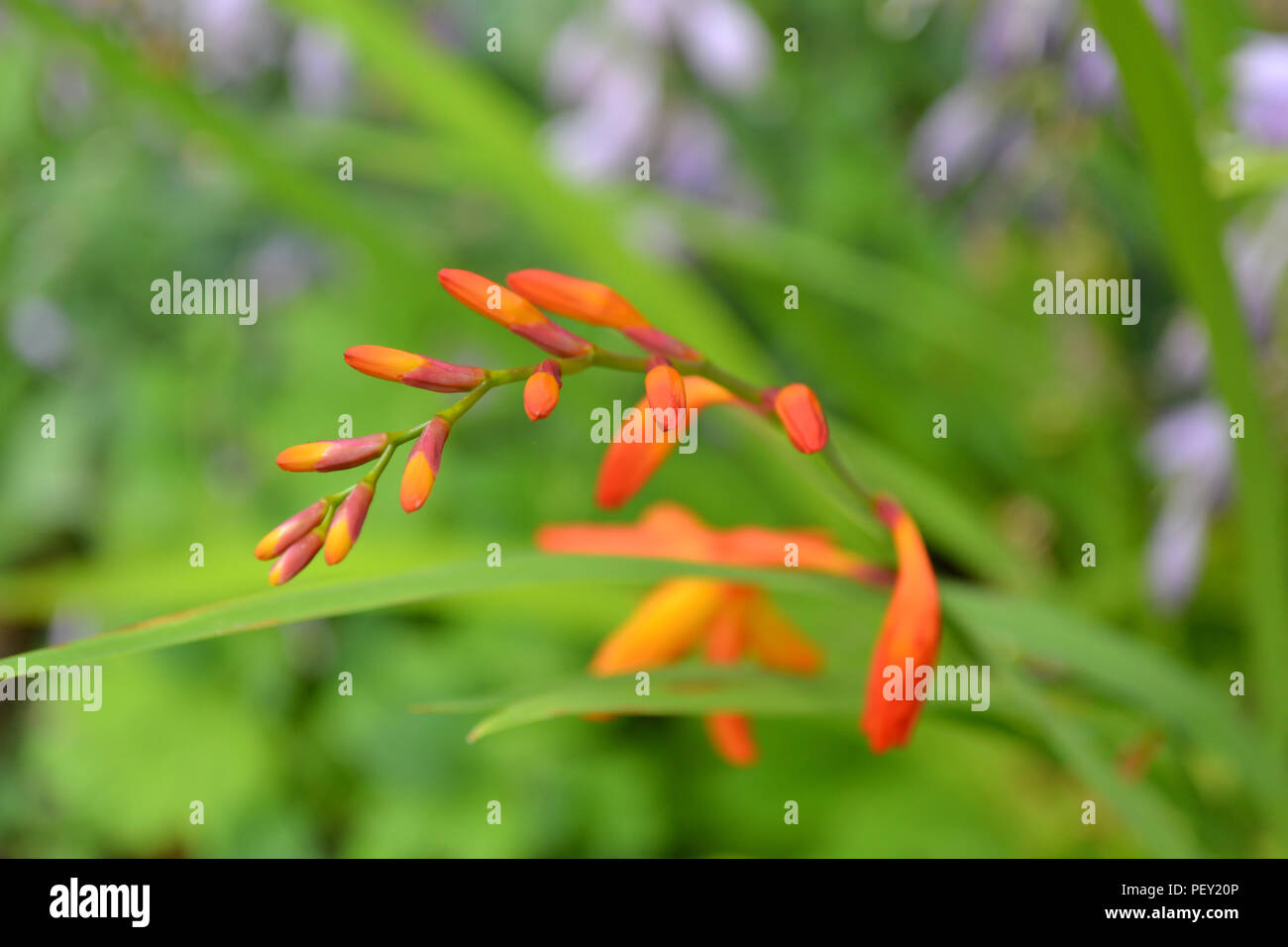 Fresh orange color hanging hi-res stock photography and images - Alamy