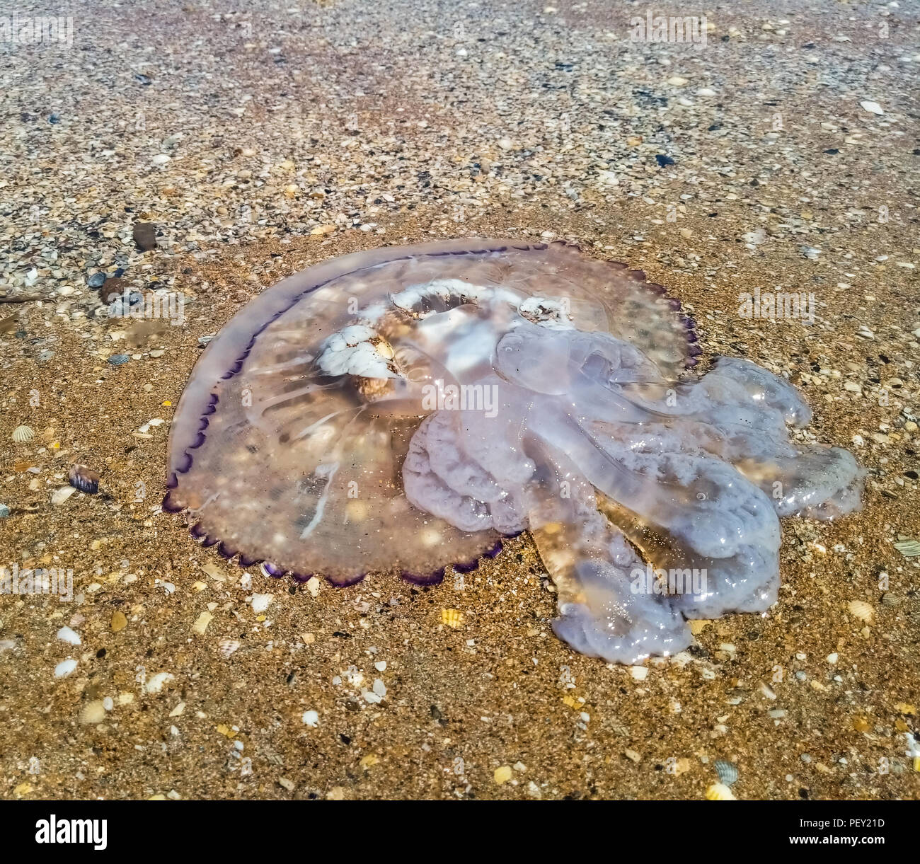 Dead jellyfish in shallow water. Jellyfish Rhizostoma root rope, thrown ...