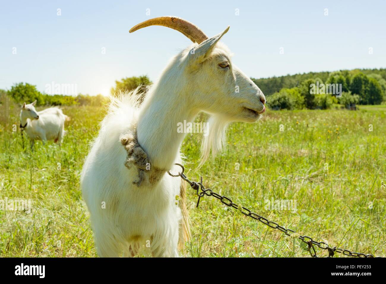 Goat on chain hi-res stock photography and images - Alamy