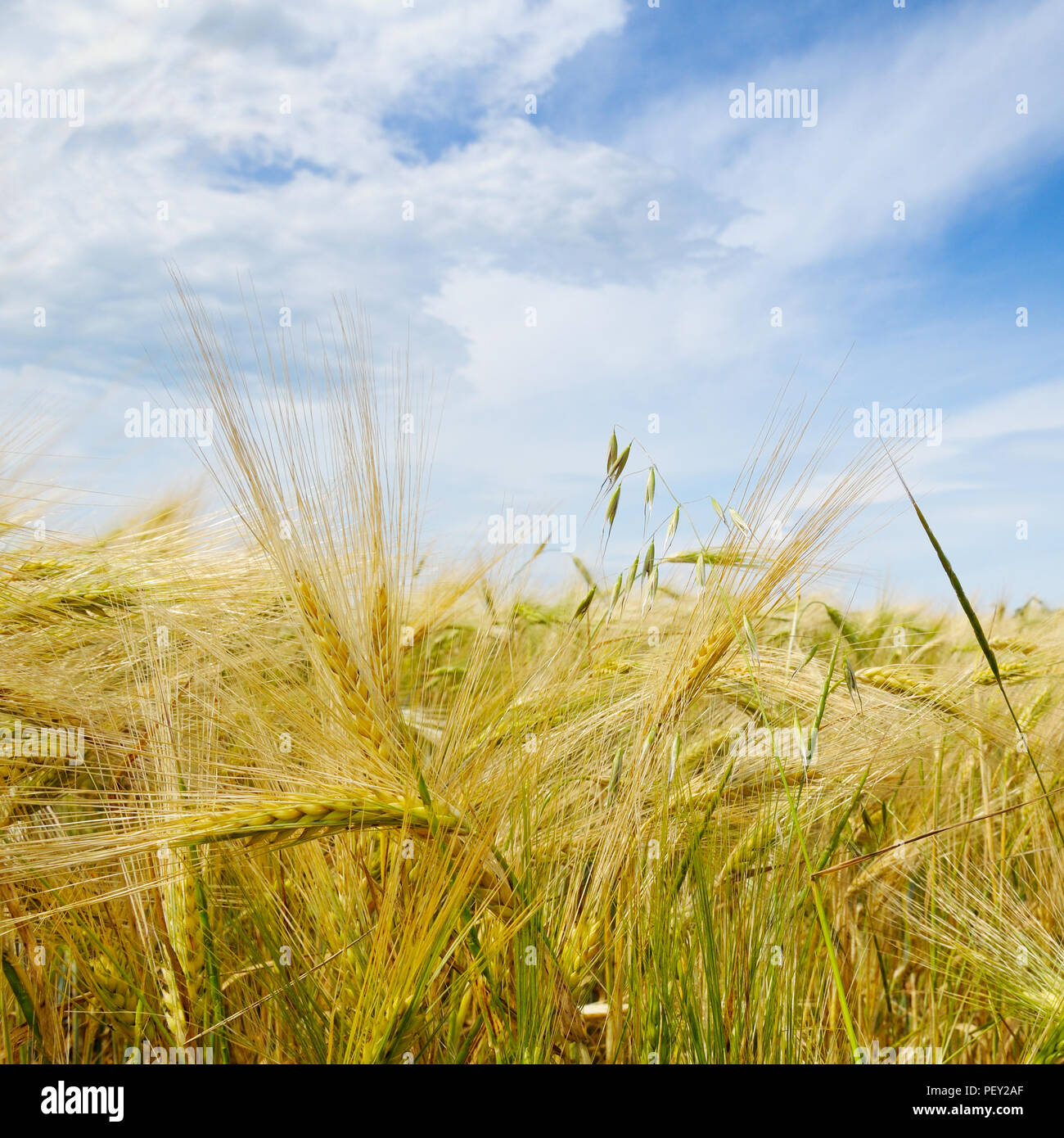 wheat field and blue sky Stock Photo - Alamy