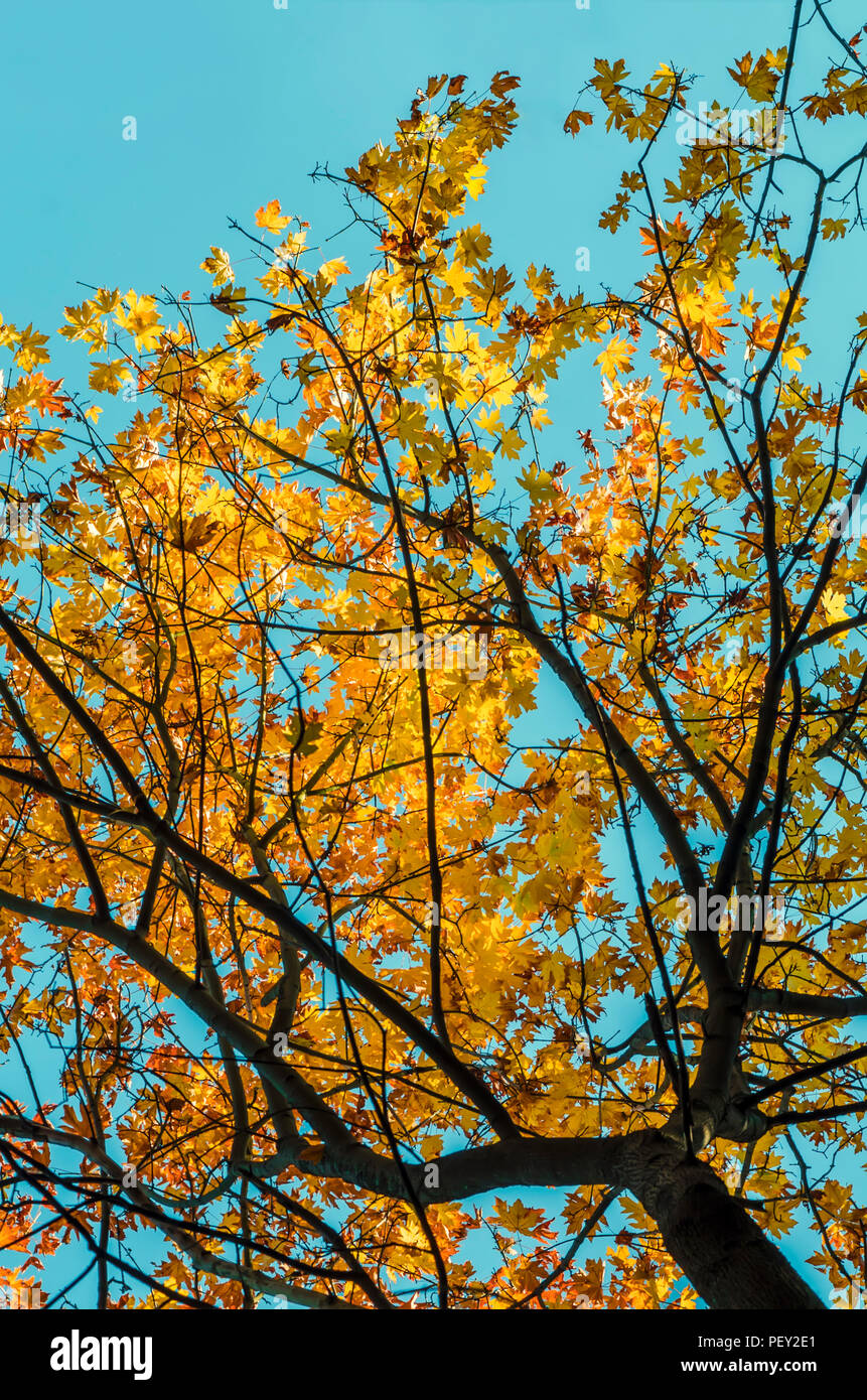 view from below on autumn forest, illuminated by sunlight, yellow and ...