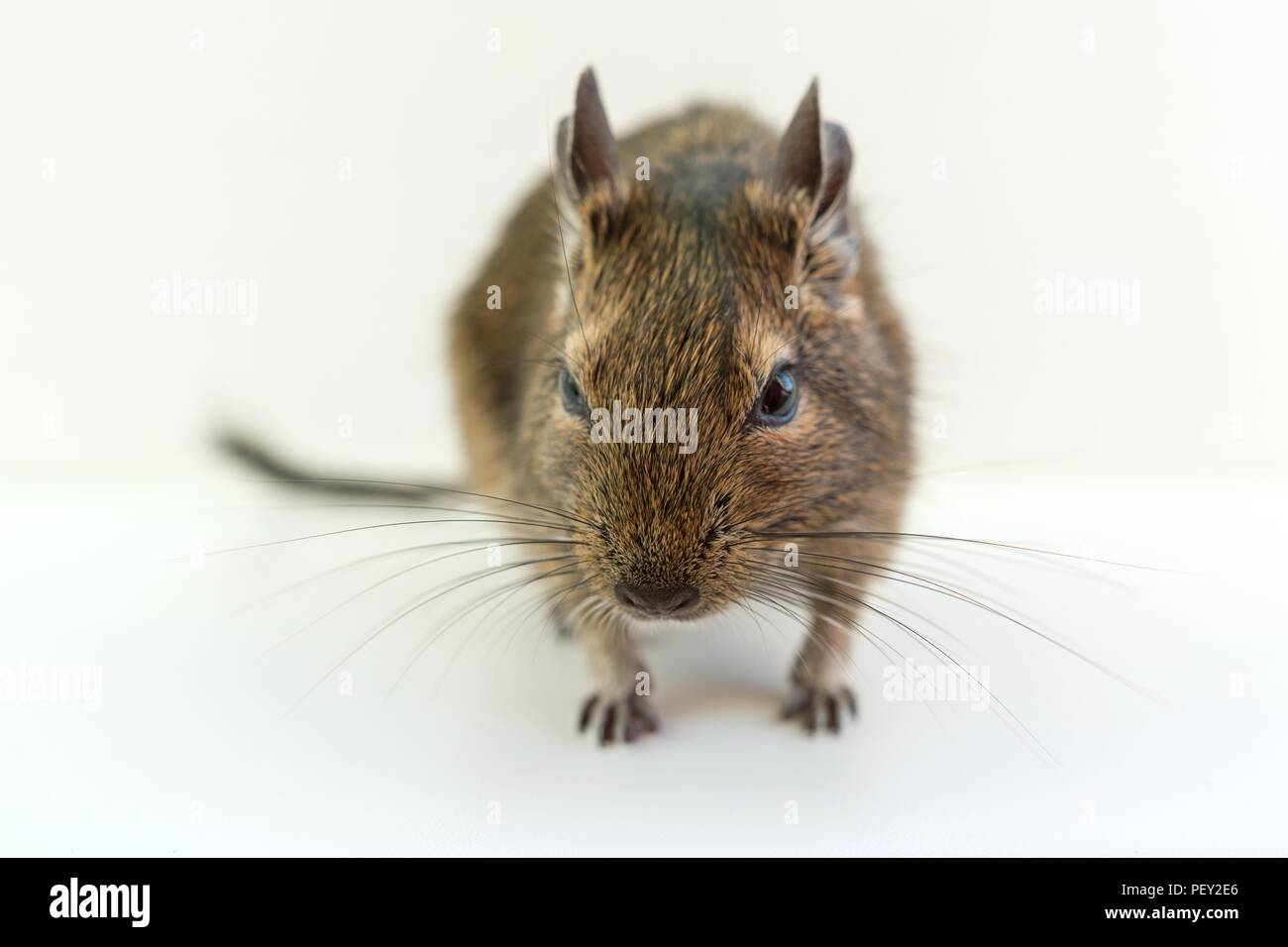 Close-up of chilean squirrel degu, on white background Stock Photo - Alamy