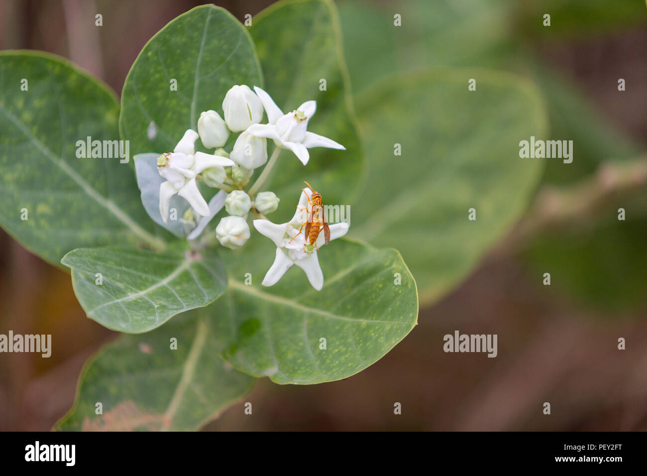 Dhutra full hi-res stock photography and images - Alamy