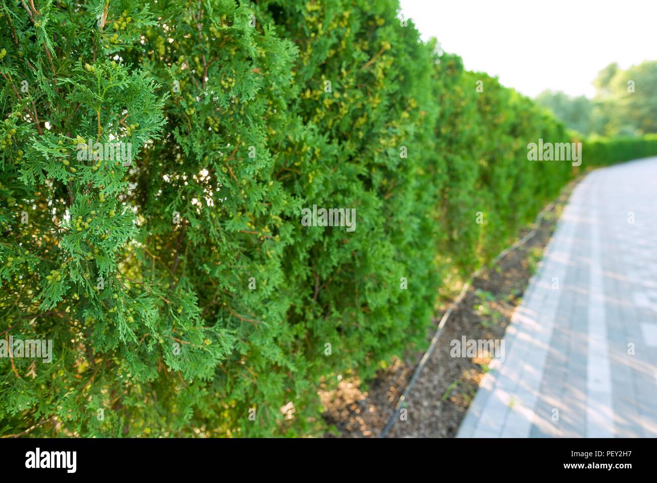 Abstract image of green fence of evergreen bushes and gray paving slabs ...