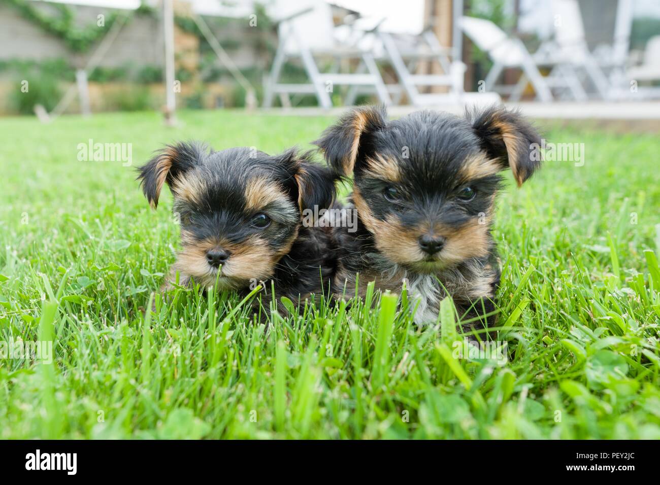 Two small yorkshire terrier puppy posing in nature. Dogs are sitting on ...