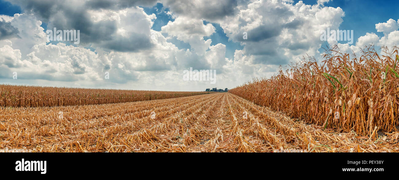 Half harvested field hi-res stock photography and images - Alamy