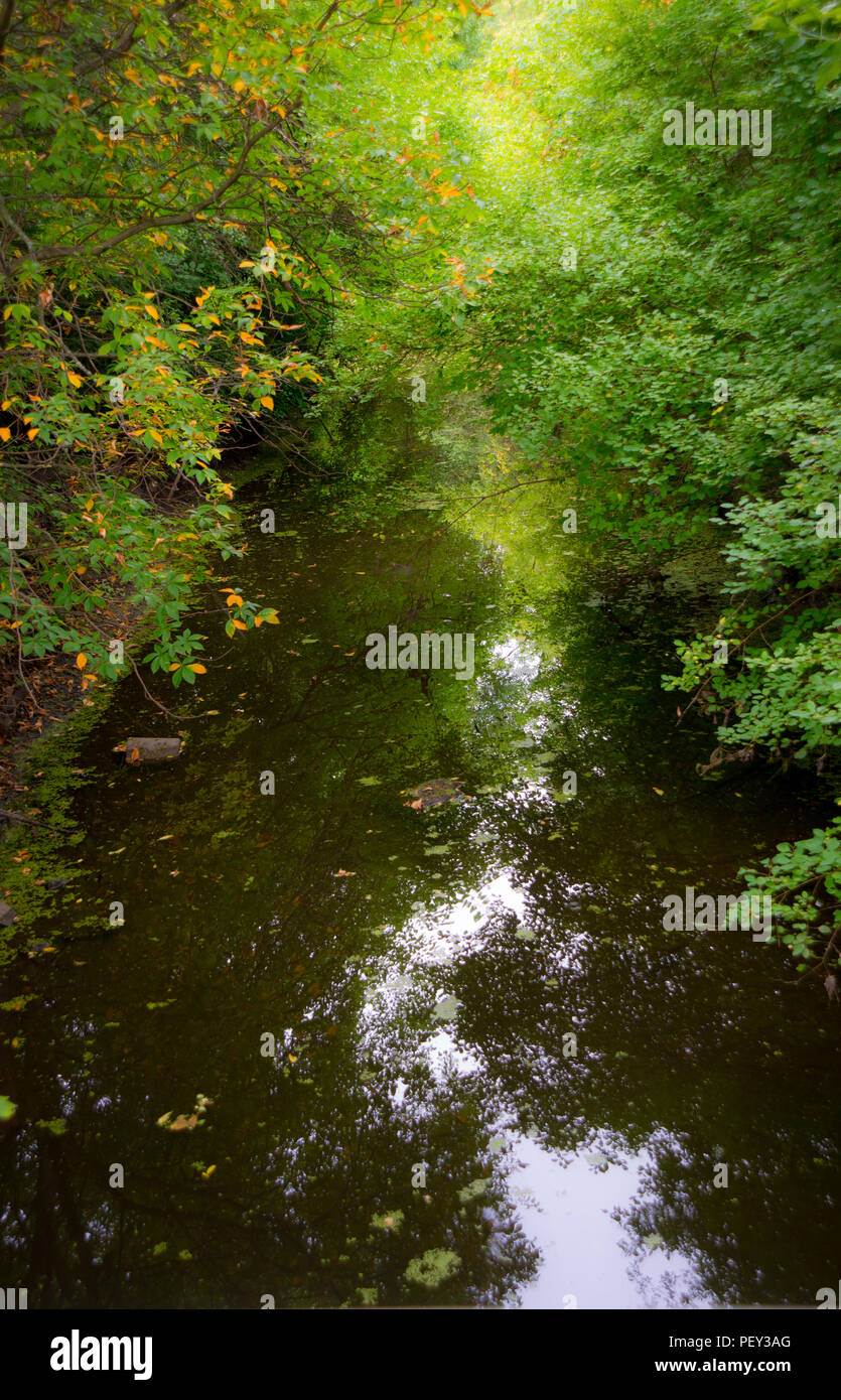 Lincoln Marsh, Wheaton, Illinois. A stream runs through the underbrush ...