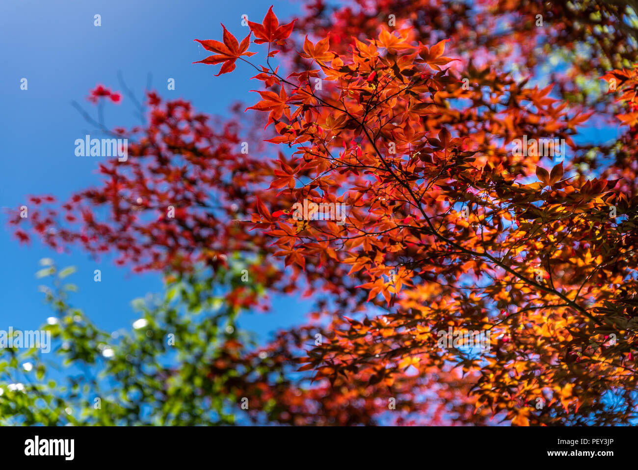 Autumn Scenes In Japan High Resolution Stock Photography and Images - Alamy