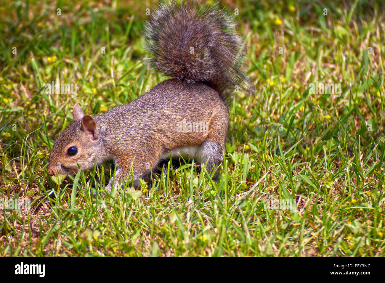 Cute squirrel in natural environment on grassland Stock Photo - Alamy